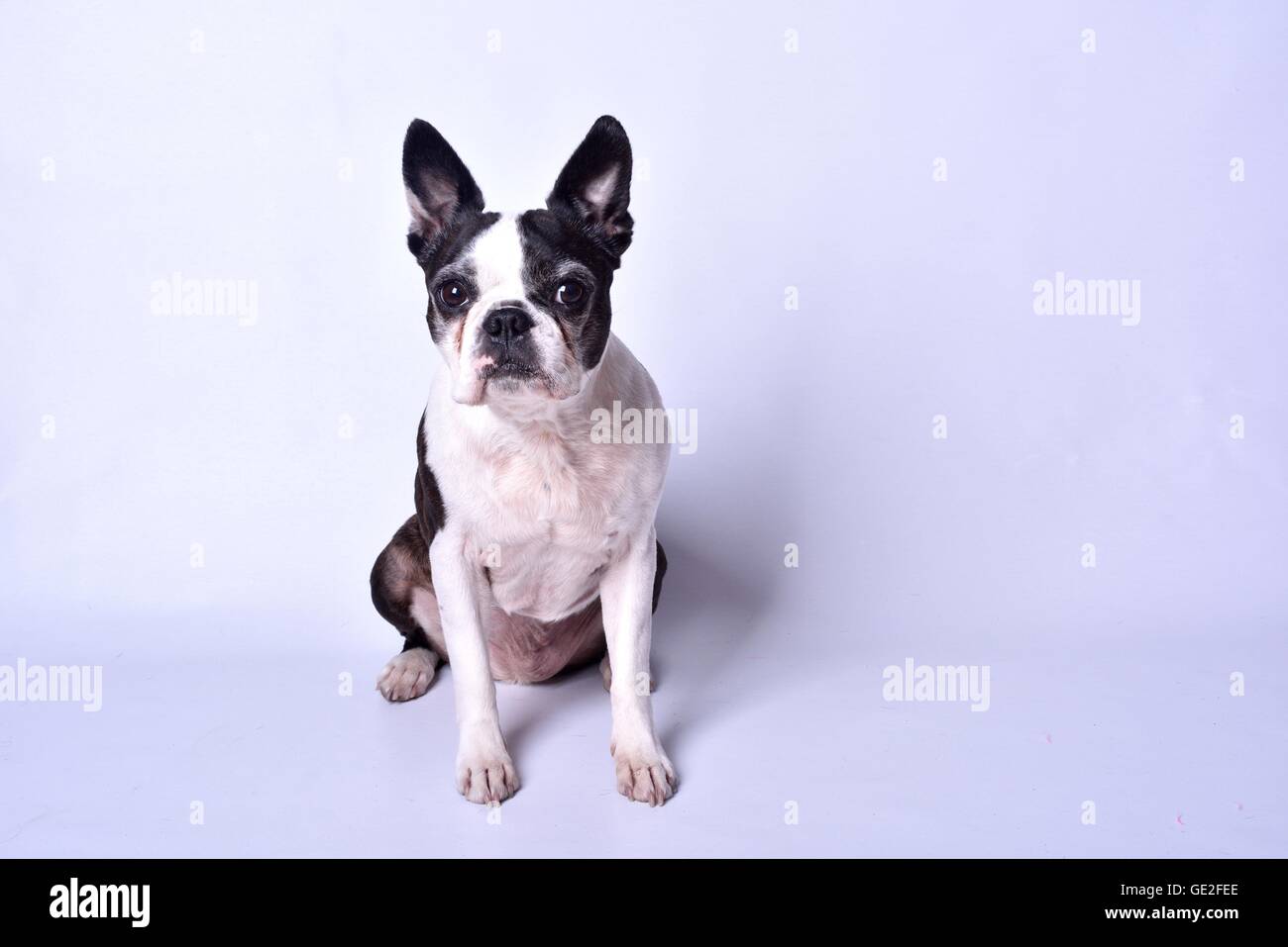 sitting Boston Terrier Stock Photo - Alamy