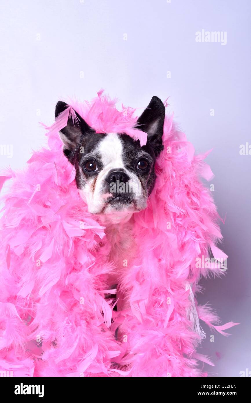 Boston Terrier Portrait Stock Photo - Alamy