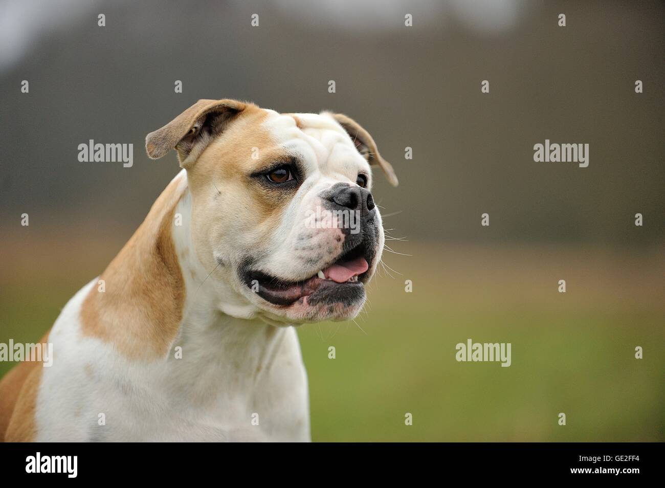 Continental Bulldog Portrait Stock Photo - Alamy