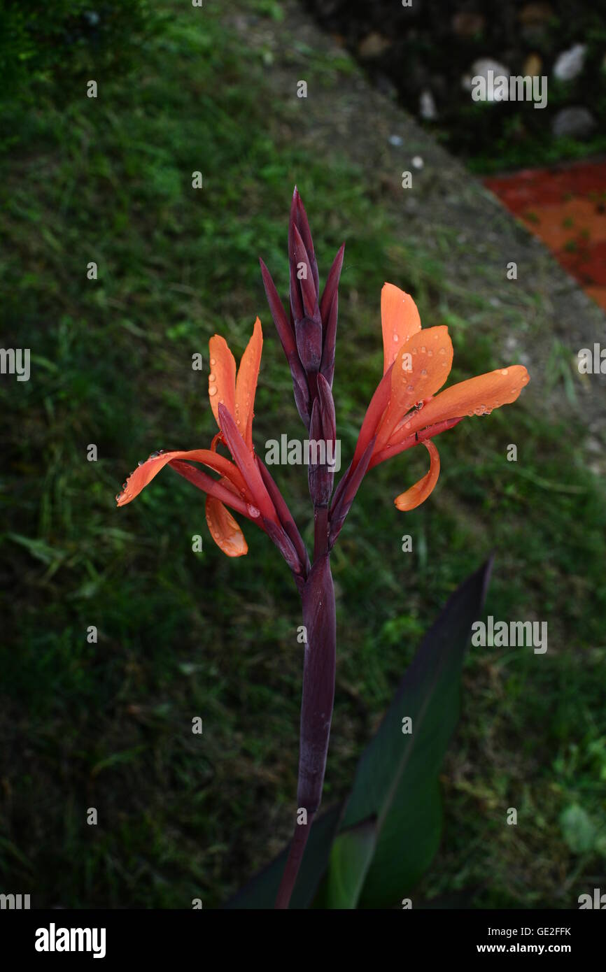 flowers in chamba india Stock Photo - Alamy