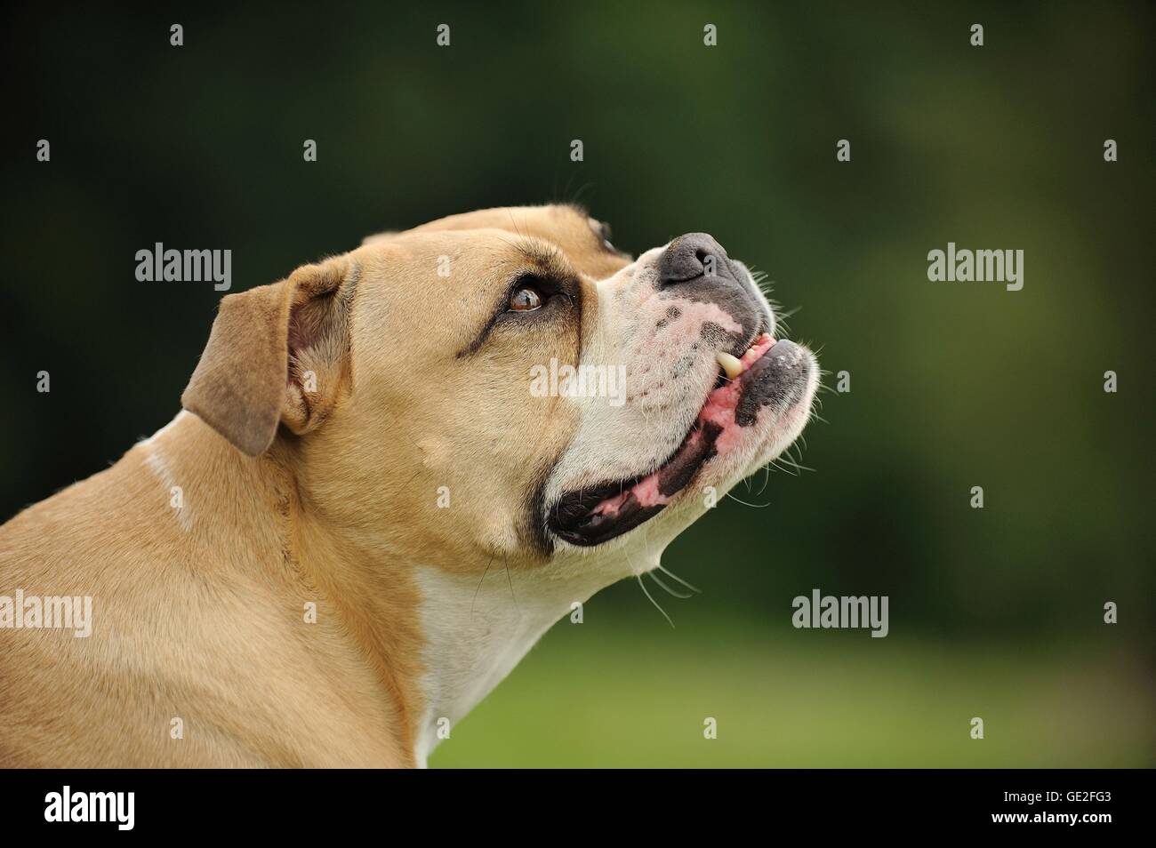 Continental Bulldog Portrait Stock Photo - Alamy