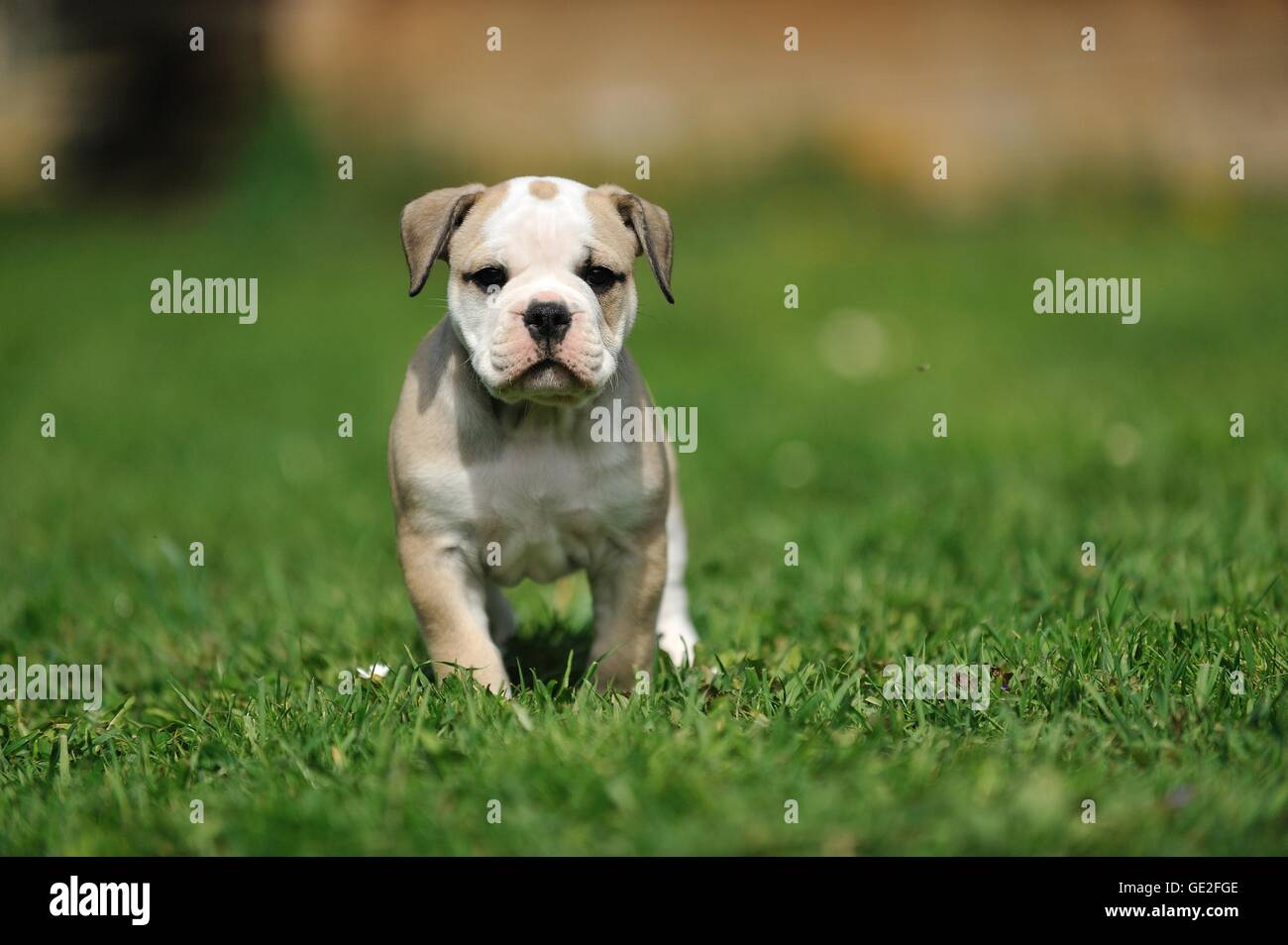Continental Bulldog Puppy Stock Photo - Alamy