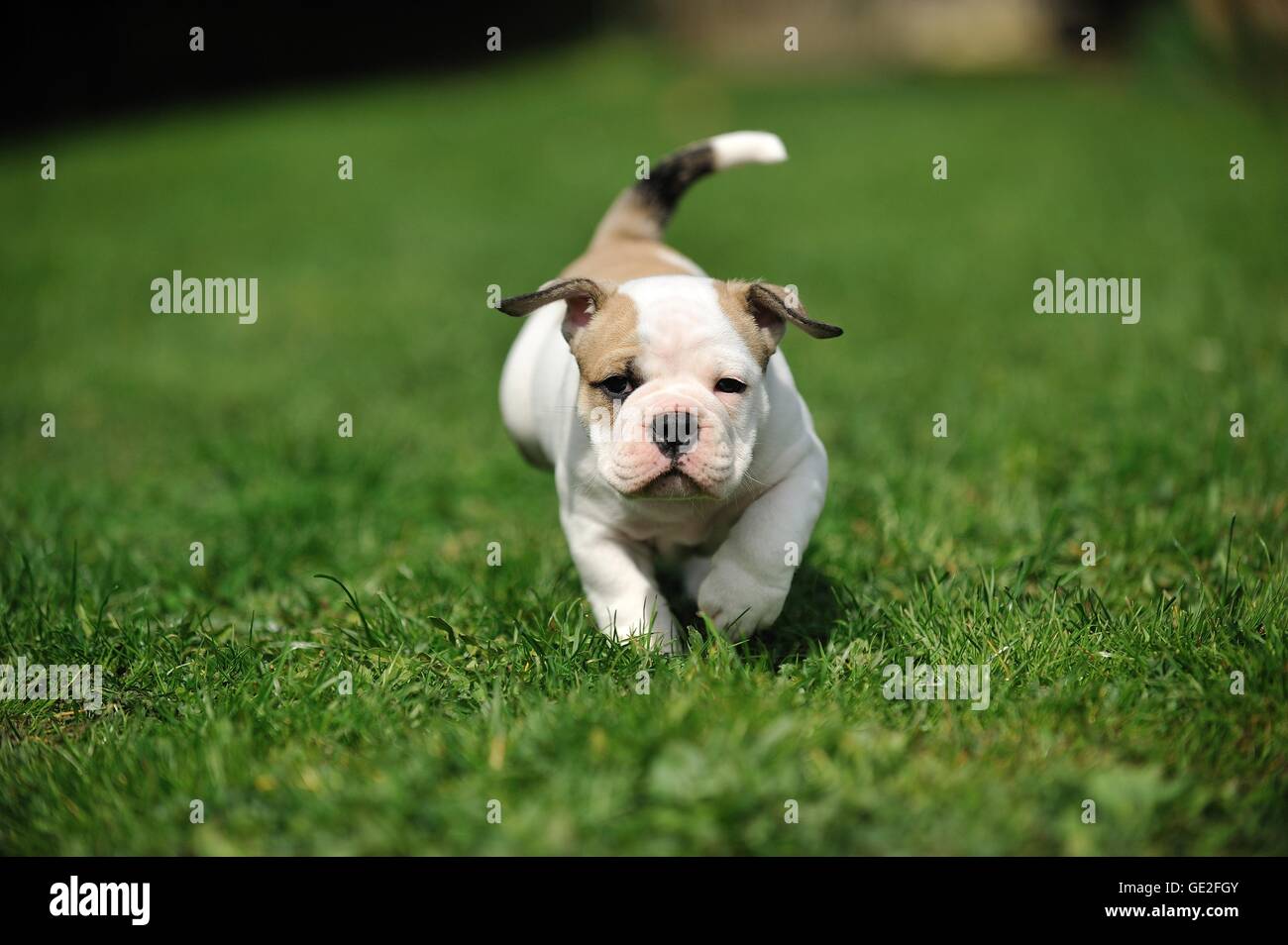Continental Bulldog Puppy Stock Photo - Alamy