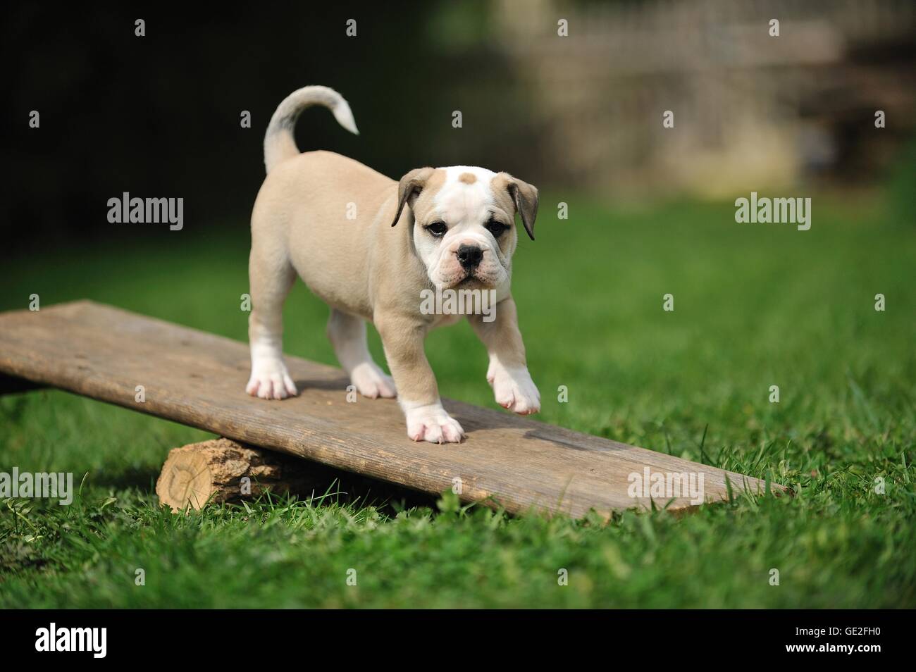 Continental Bulldog Puppy Stock Photo - Alamy