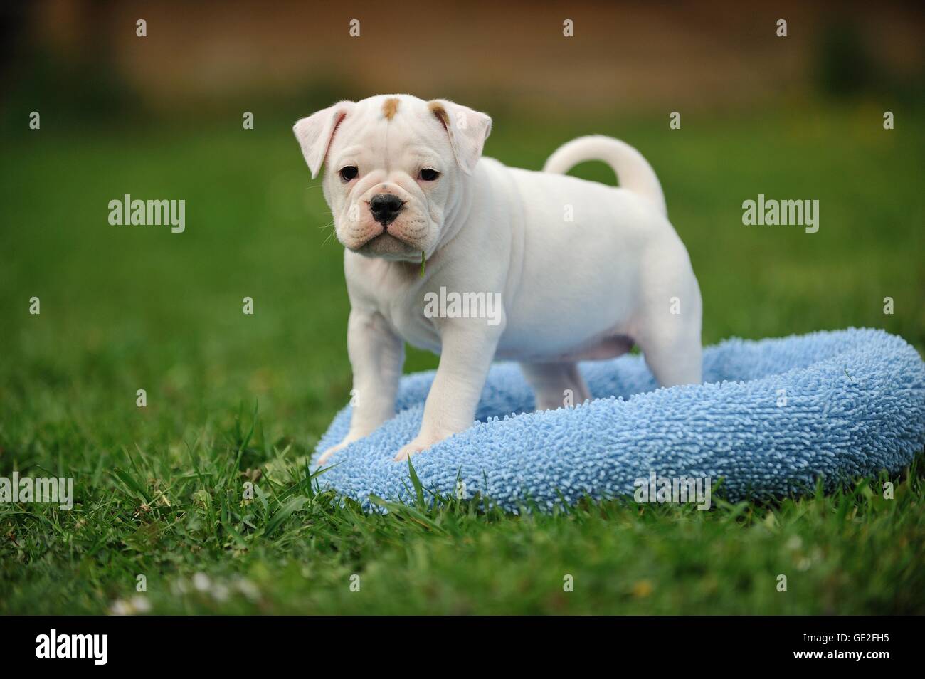 Continental Bulldog Puppy Stock Photo - Alamy