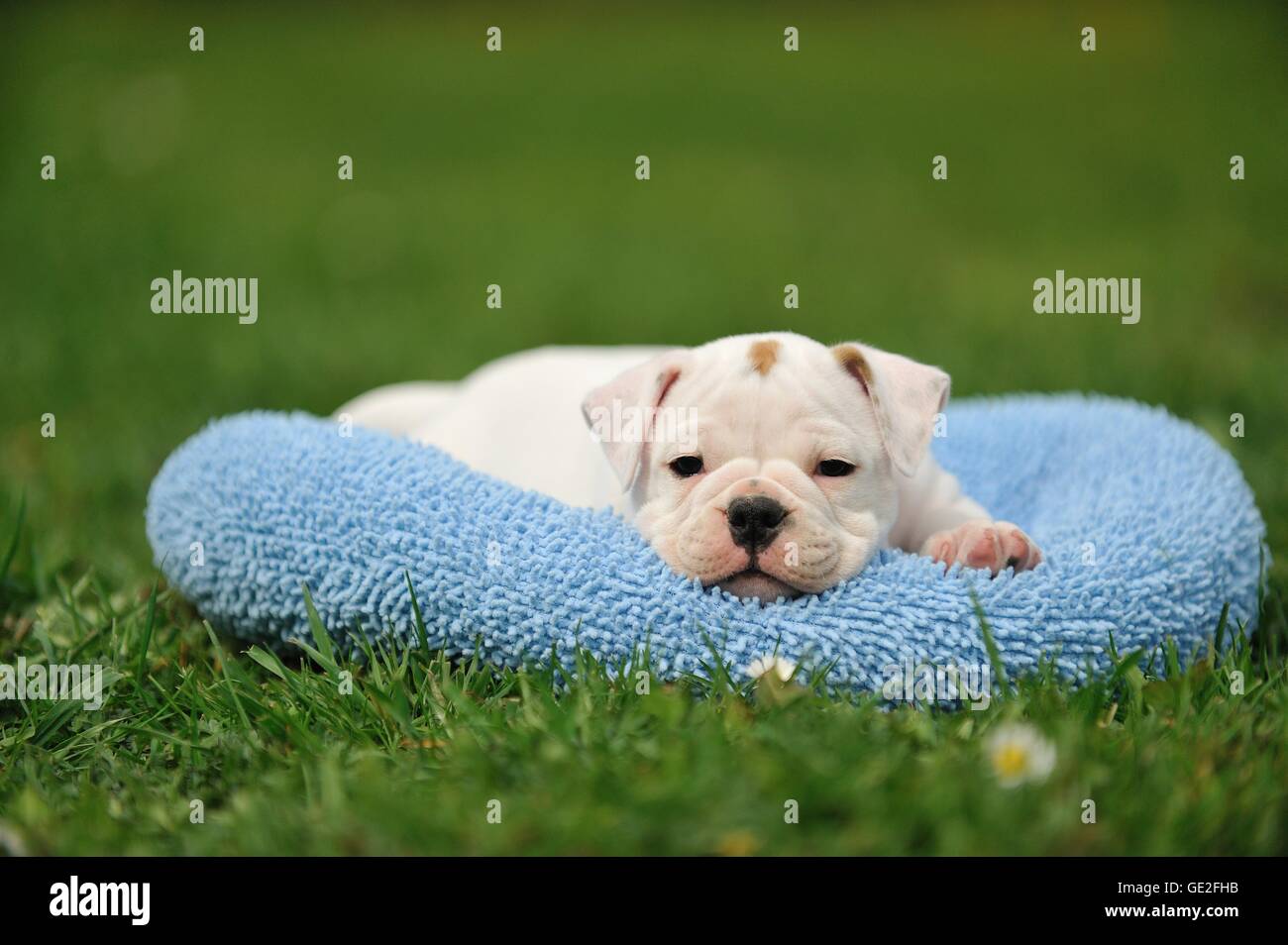 Continental Bulldog Puppy Stock Photo - Alamy