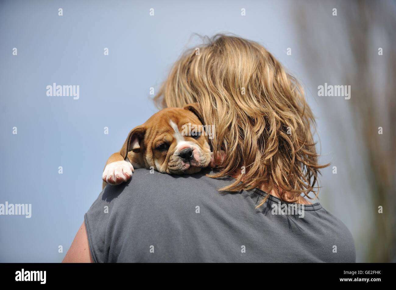 human and Continental Bulldog Puppy Stock Photo - Alamy
