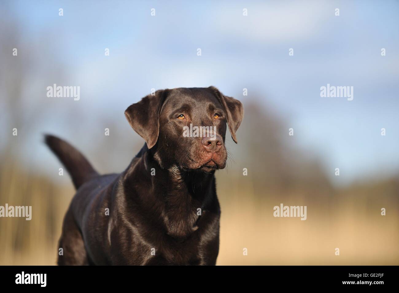 Labrador Retriever Portrait Stock Photo - Alamy