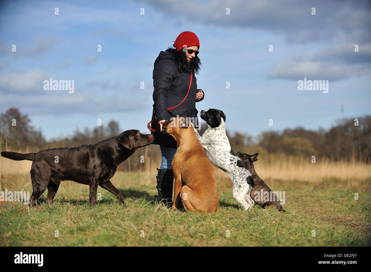 woman and 4 dogs Stock Photo - Alamy