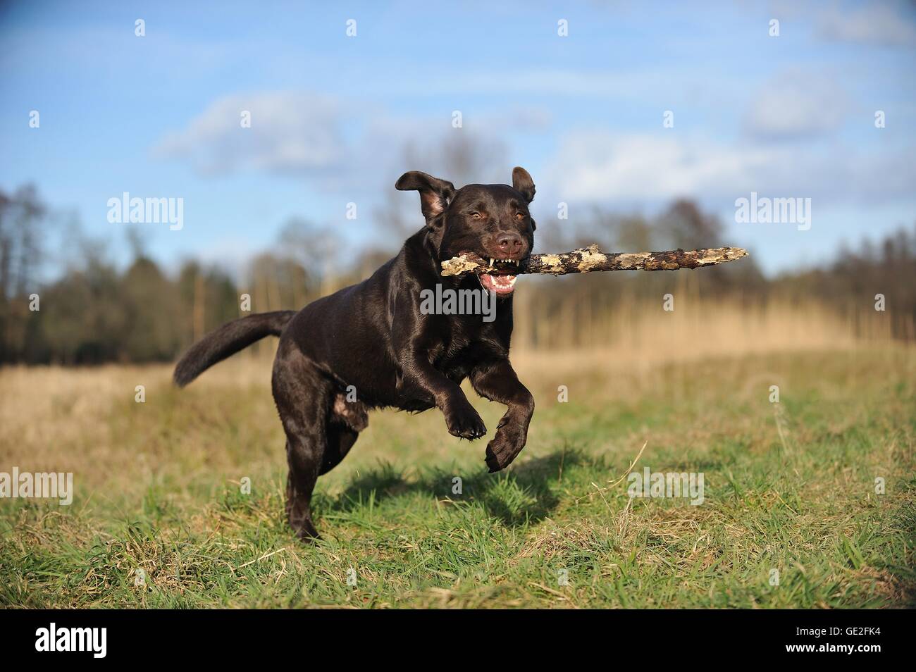 playing Labrador Retriever Stock Photo - Alamy