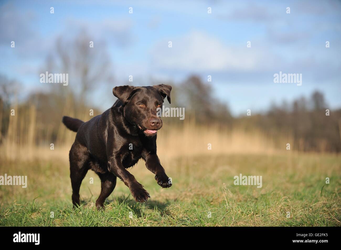 running Labrador Retriever Stock Photo - Alamy