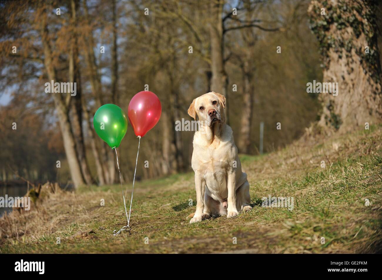 sitting Labrador Retriever Stock Photo - Alamy