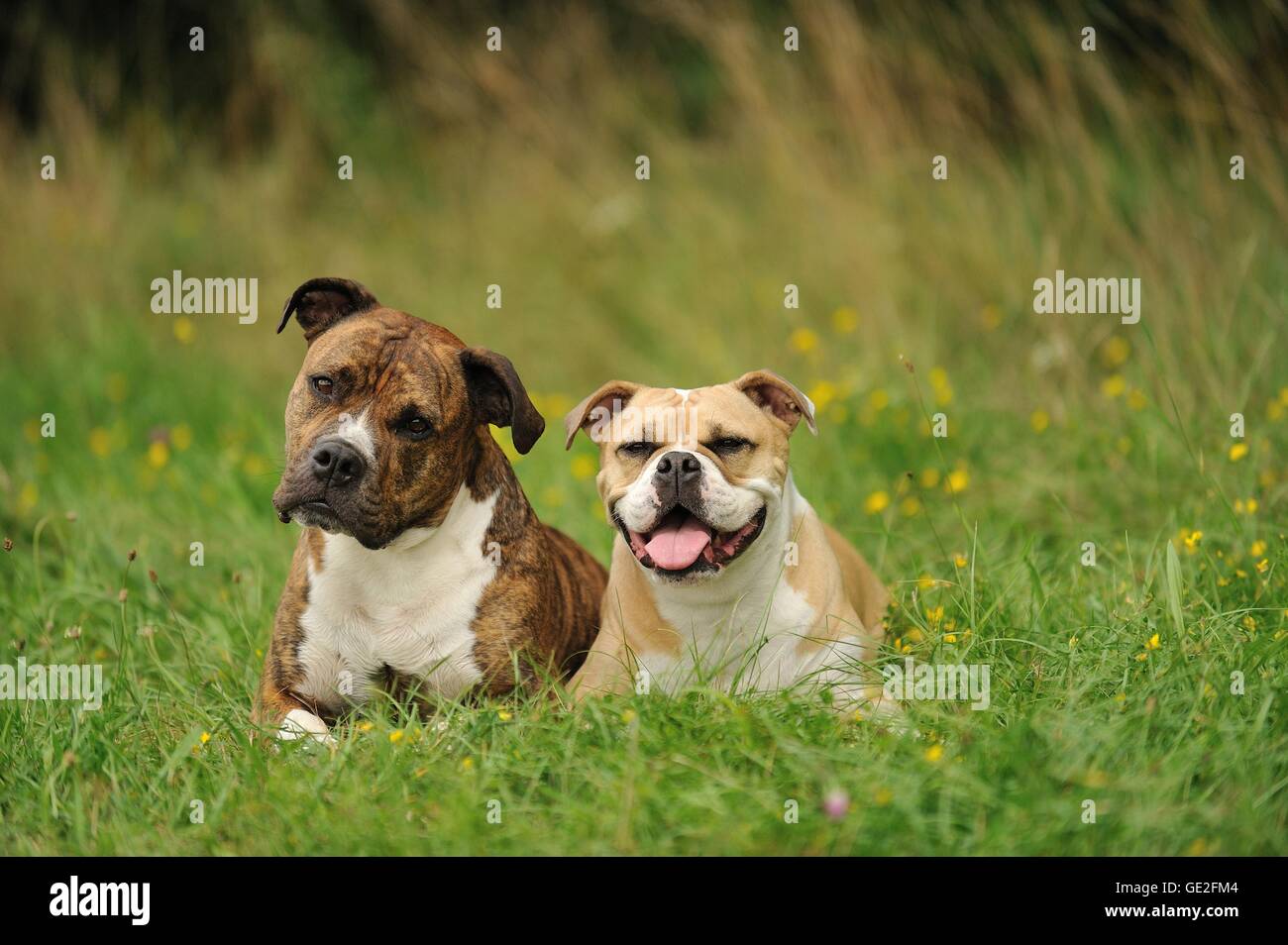 Dogs hi-res stock photography and images - Alamy