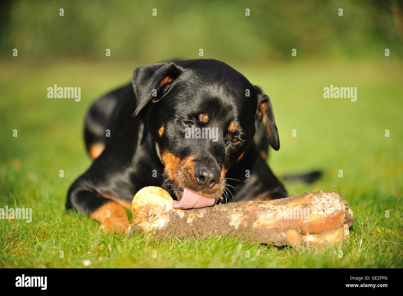 Rottweiler bone hi-res stock photography and images - Alamy