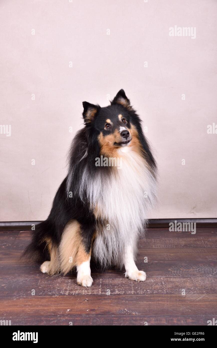 sitting Shetland Sheepdog Stock Photo - Alamy