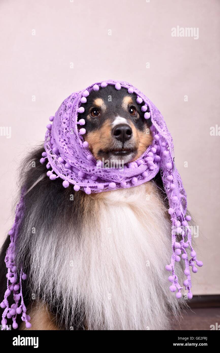 Shetland sheepdog head hi-res stock photography and images - Alamy
