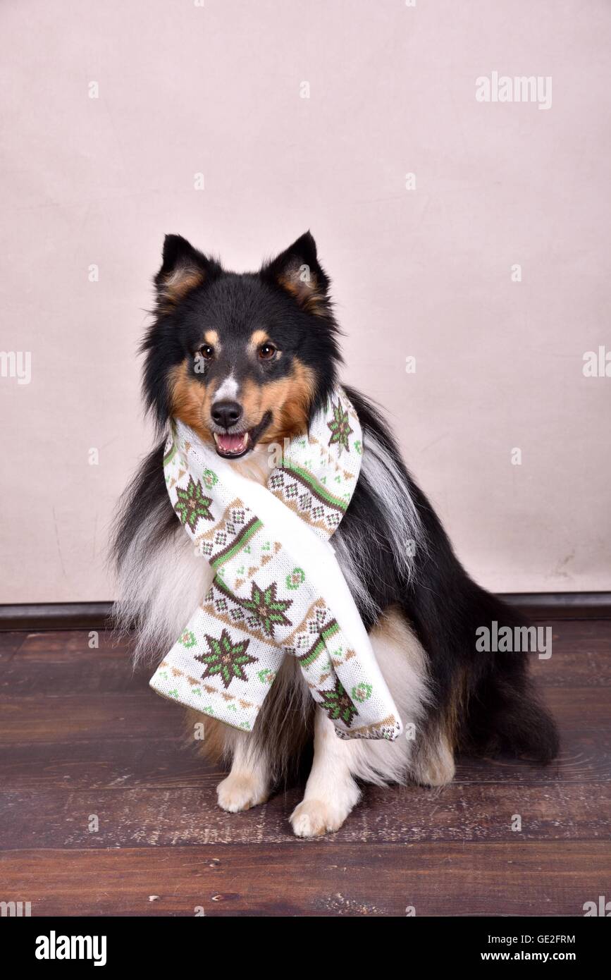 sitting Shetland Sheepdog Stock Photo - Alamy