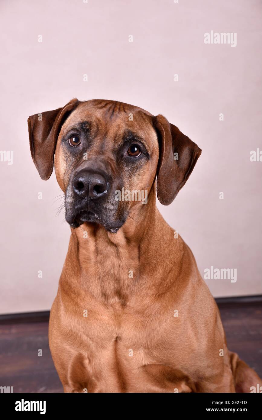 Large head portraits hi-res stock photography and images - Alamy