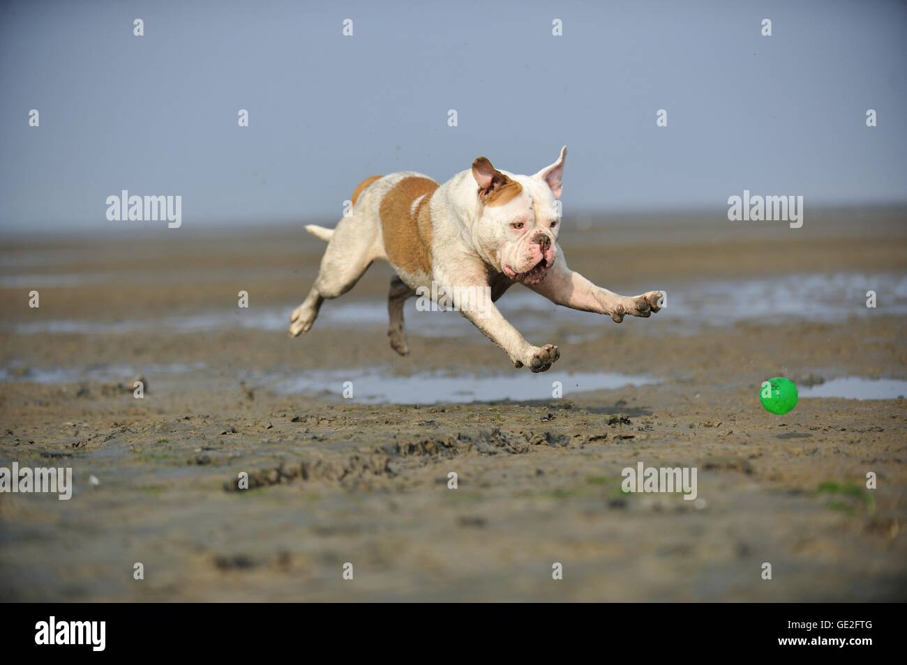 Can Bulldogs Jump