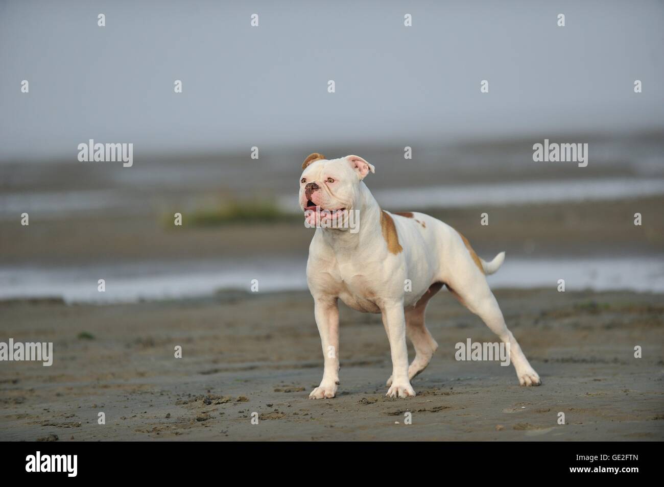 standing American Bulldog Stock Photo - Alamy