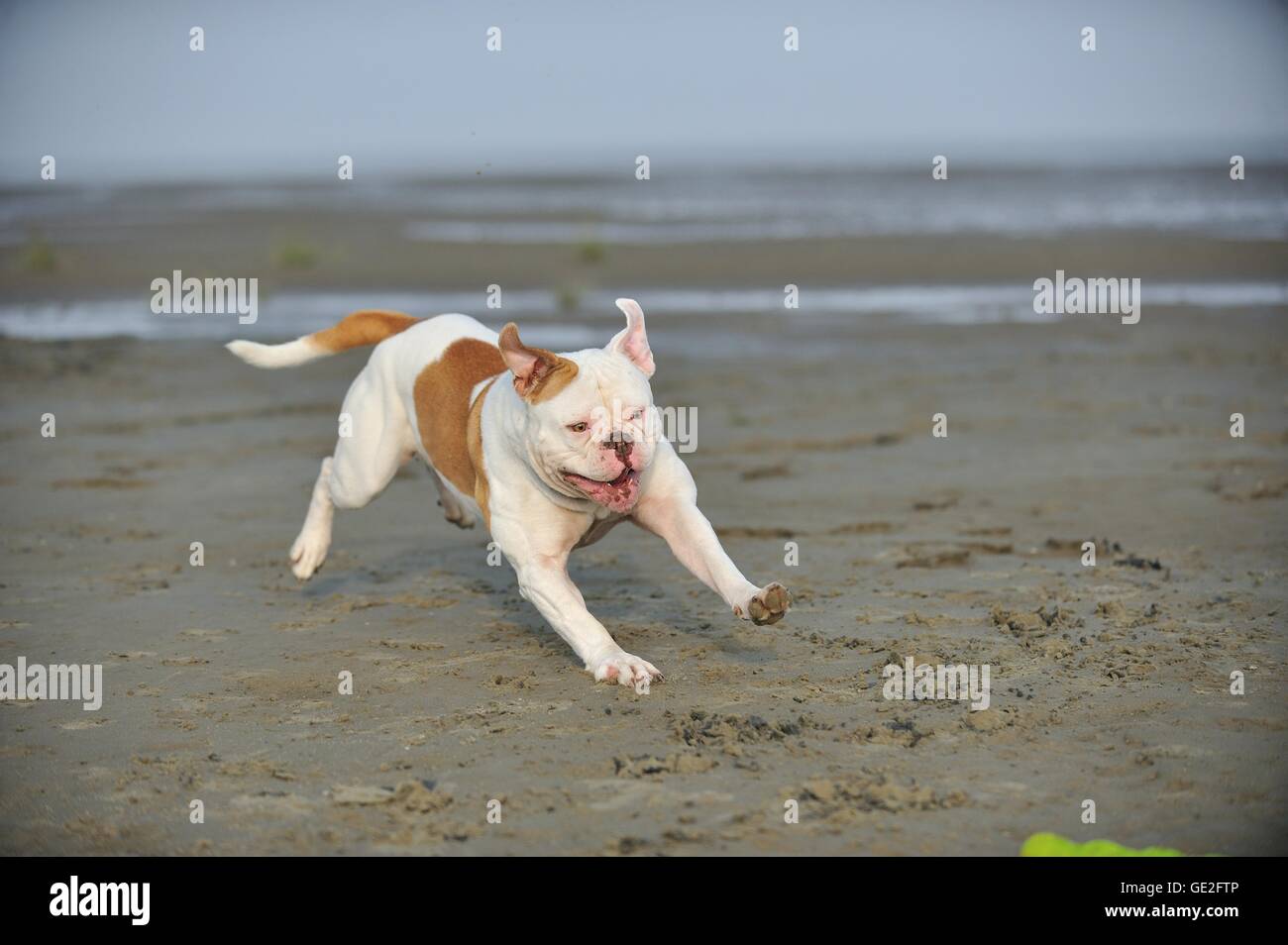 running American Bulldog Stock Photo - Alamy