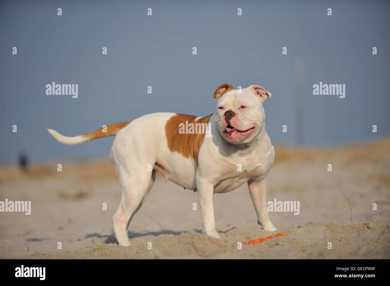 standing American Bulldog Stock Photo - Alamy