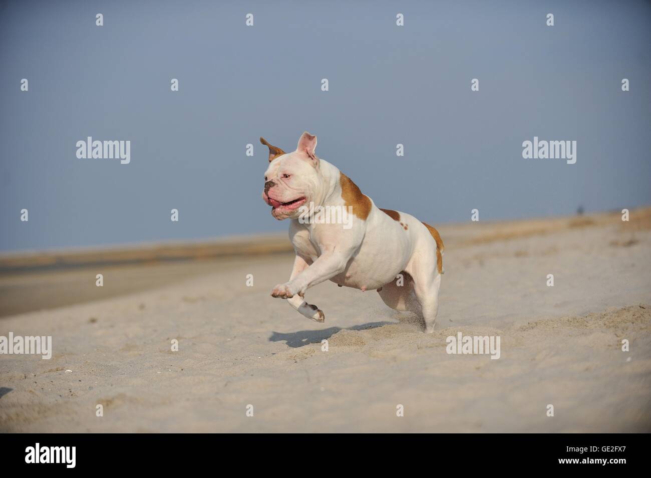 running American Bulldog Stock Photo - Alamy