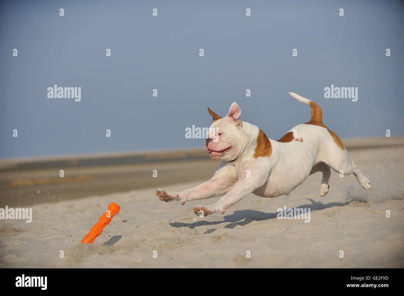 running American Bulldog Stock Photo - Alamy