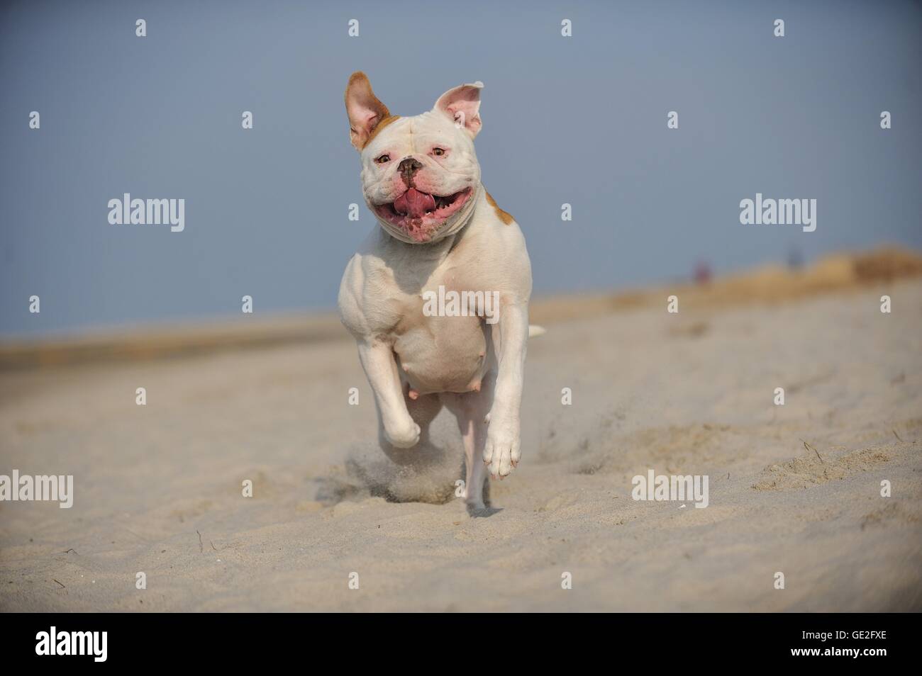 running American Bulldog Stock Photo - Alamy