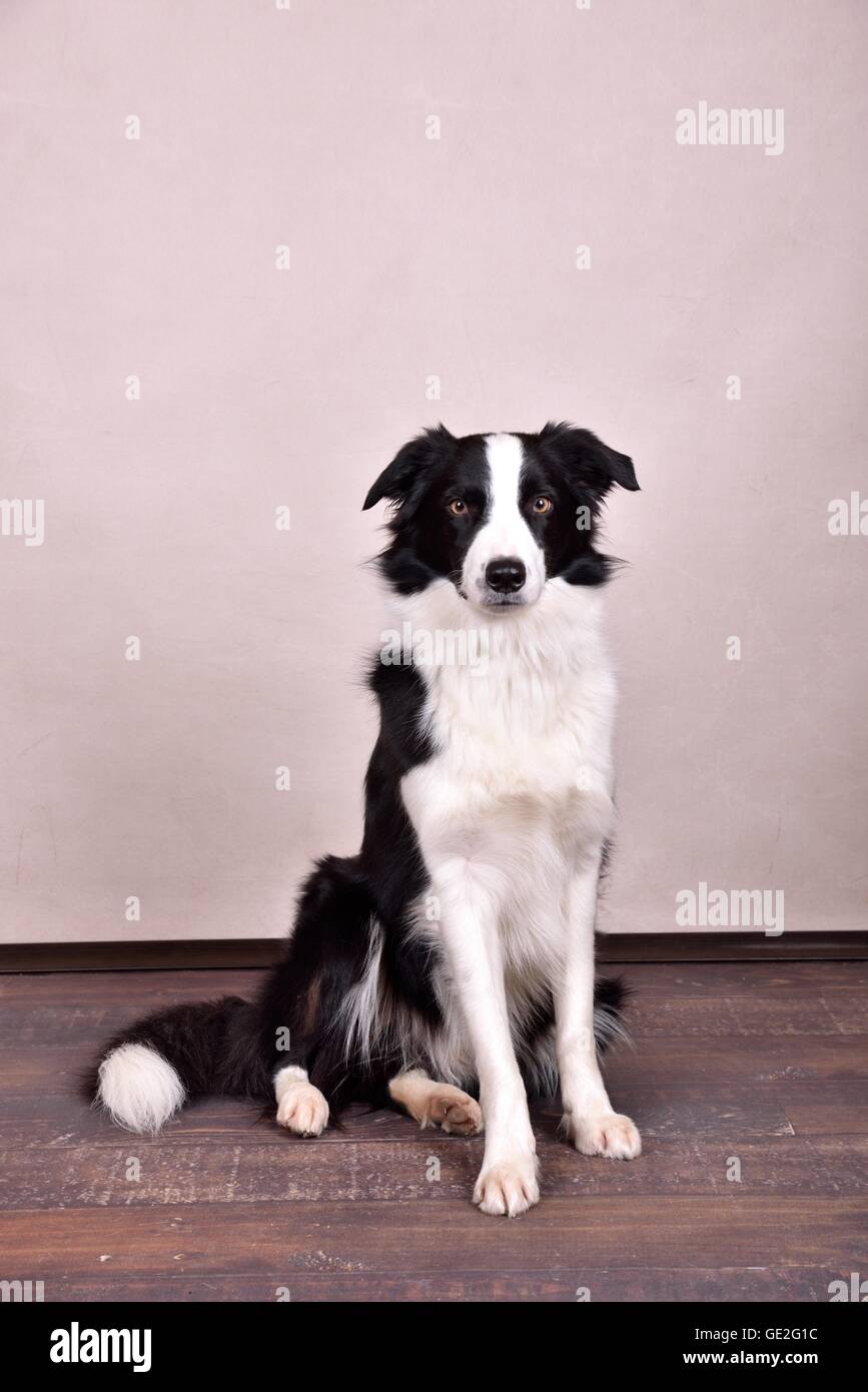 sitting Border Collie Stock Photo - Alamy