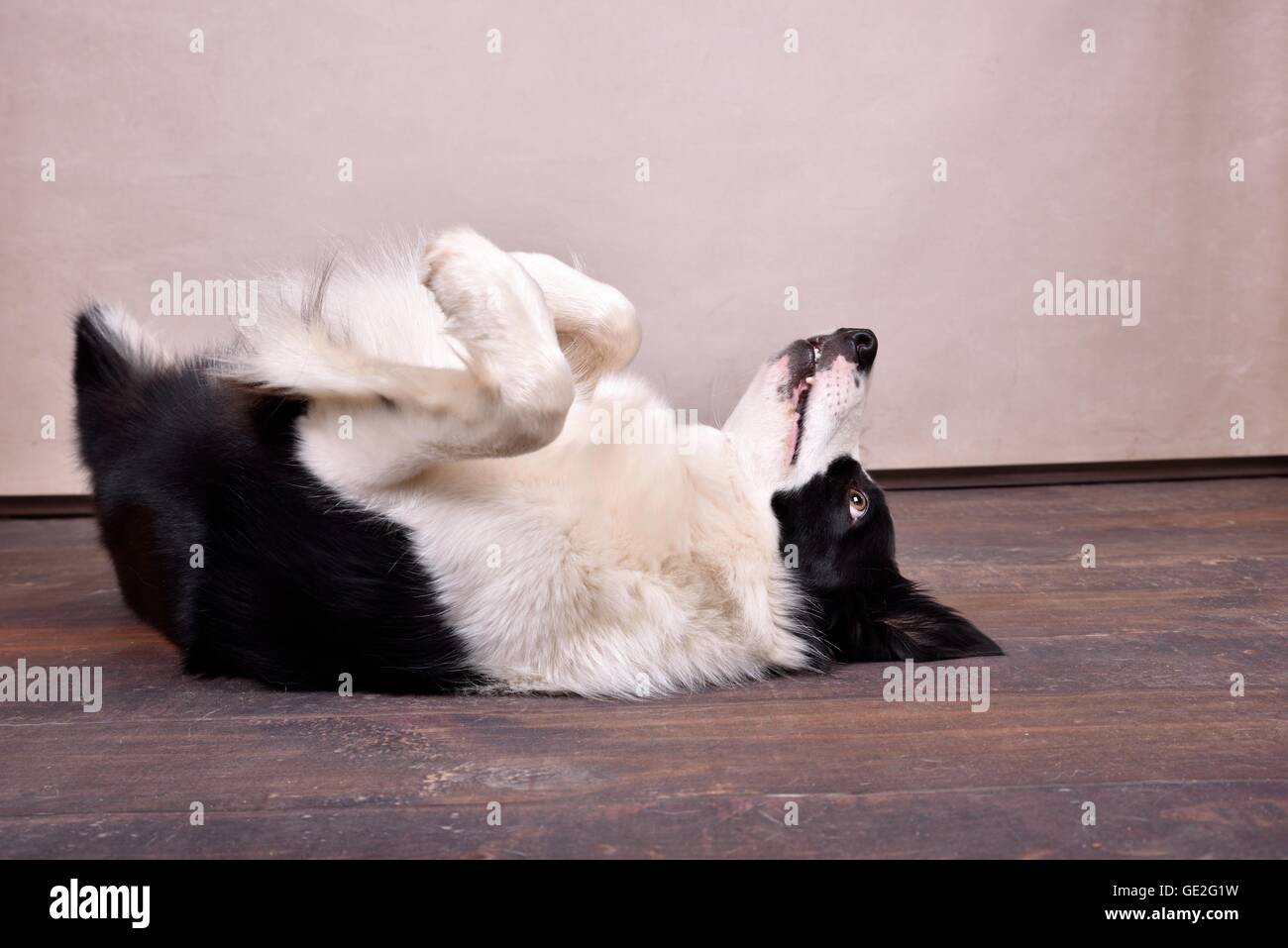rolling Border Collie Stock Photo - Alamy