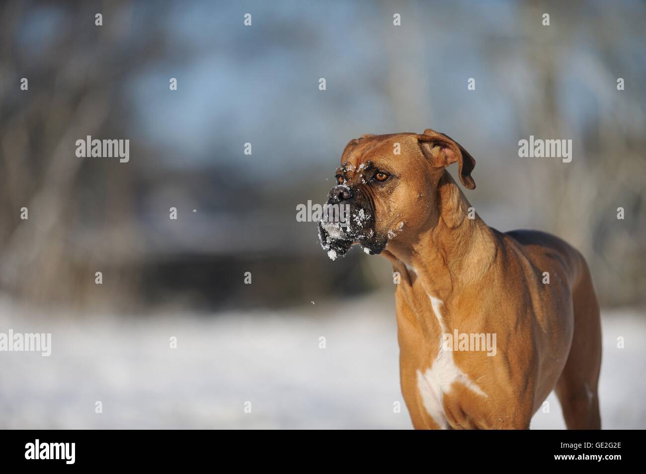 German Boxer Portrait Stock Photo - Alamy