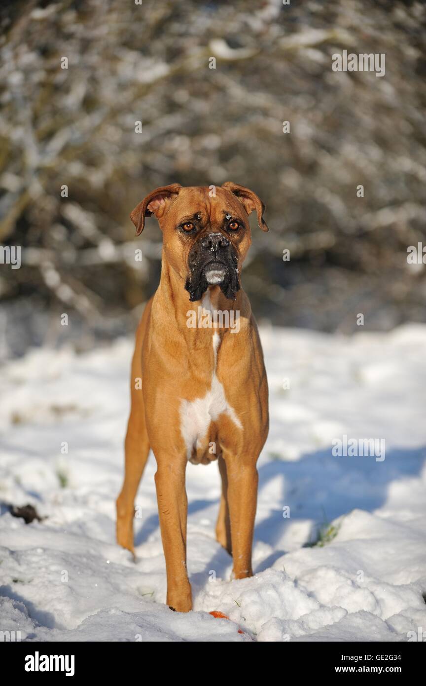 German Boxer in the snow Stock Photo - Alamy