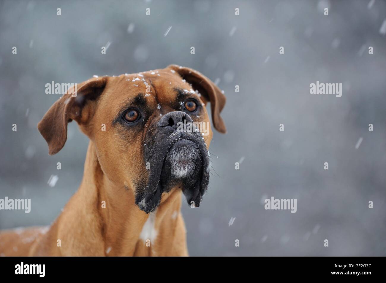German Boxer Portrait Stock Photo - Alamy