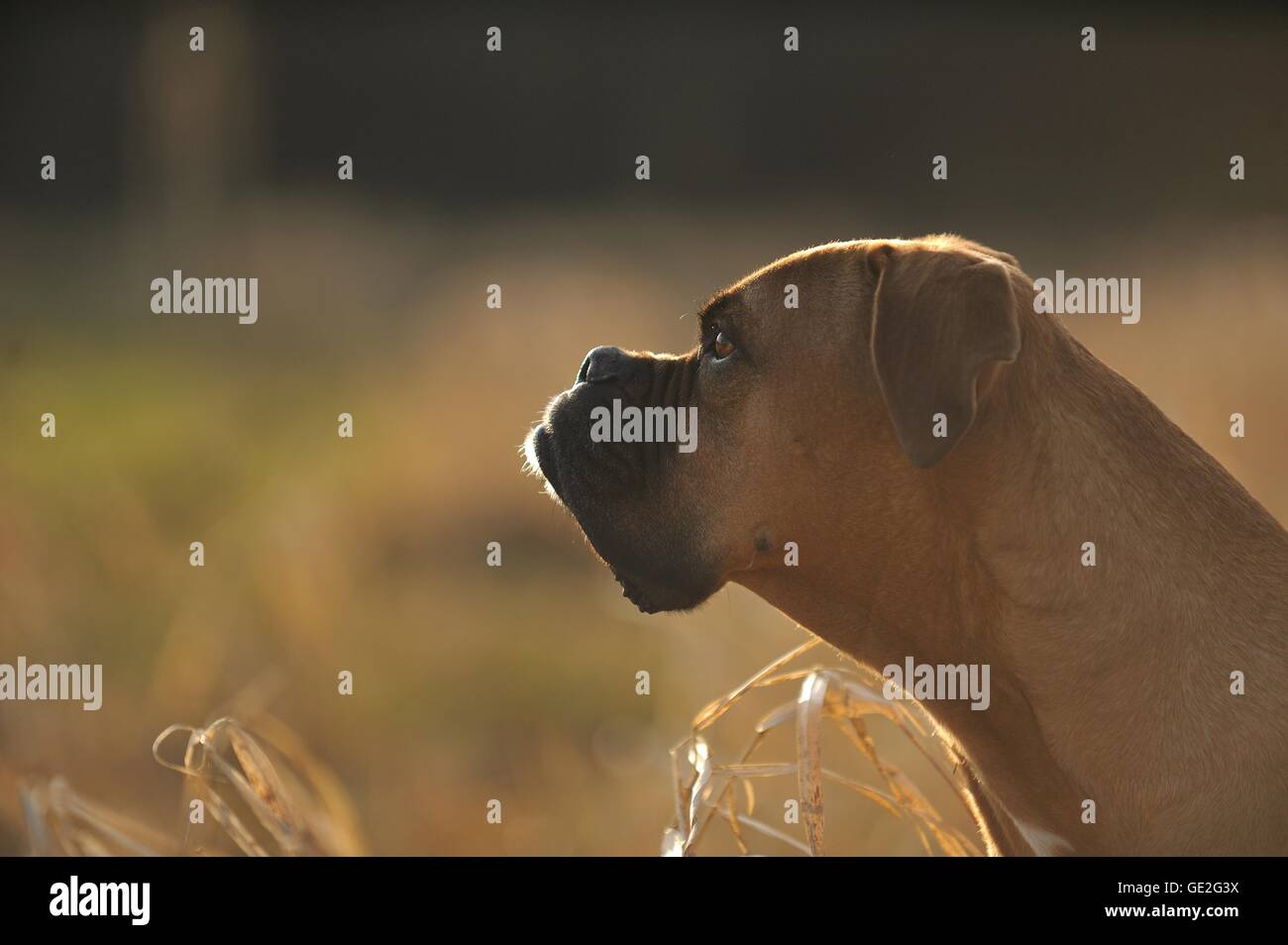 German Boxer Portrait Stock Photo - Alamy