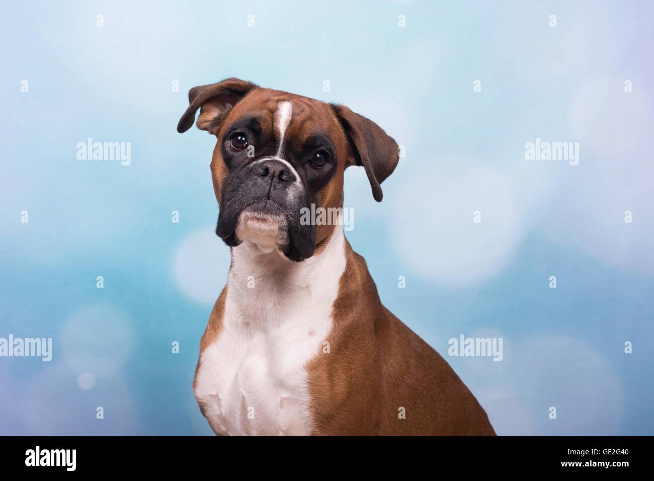 German Boxer Portrait Stock Photo - Alamy
