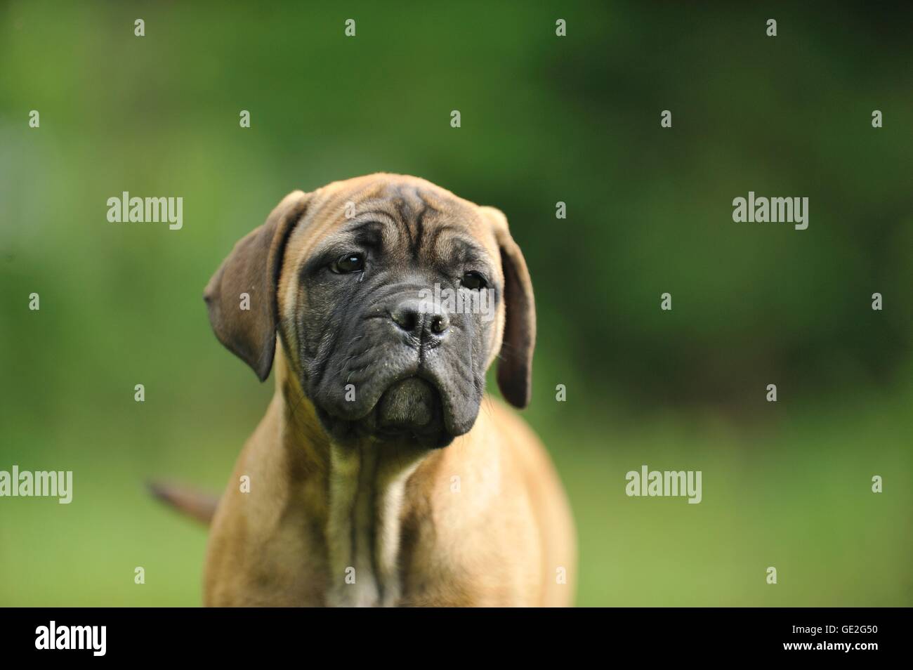 Puppy bullmastiff hi-res stock photography and images - Alamy