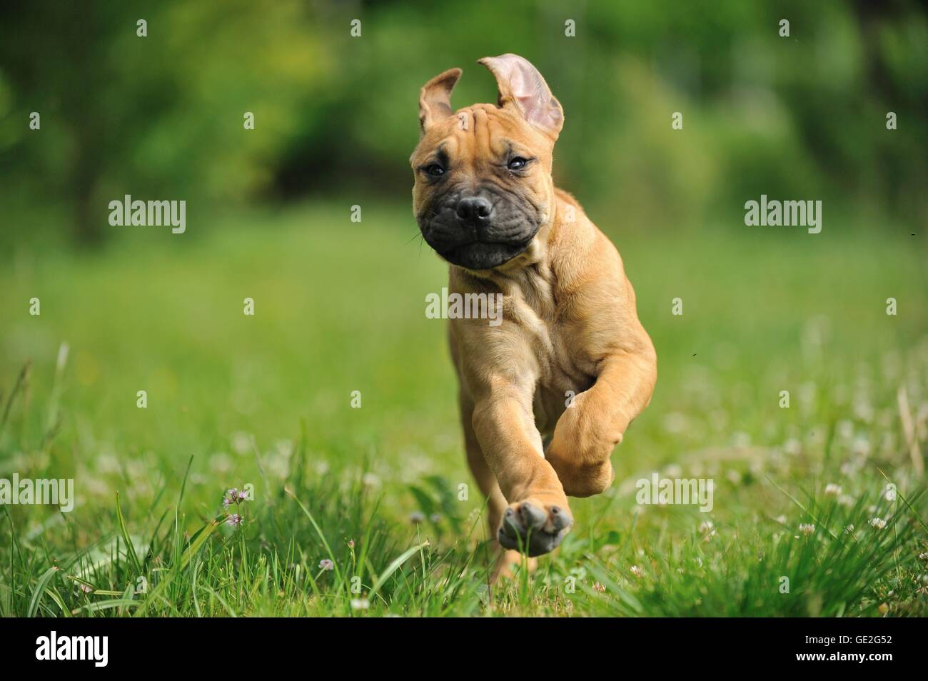 Bullmastiff running hi-res stock photography and images - Alamy