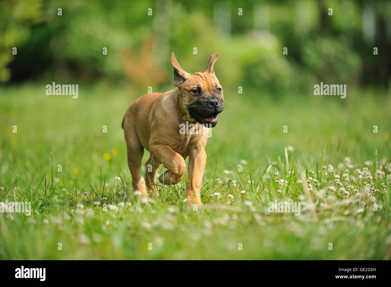 Bullmastiff running hi-res stock photography and images - Alamy