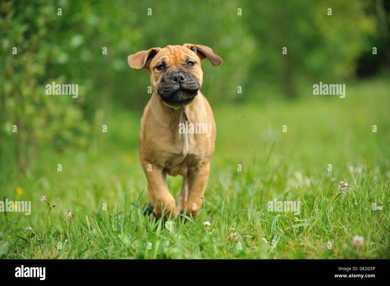 Bullmastiff running hi-res stock photography and images - Alamy