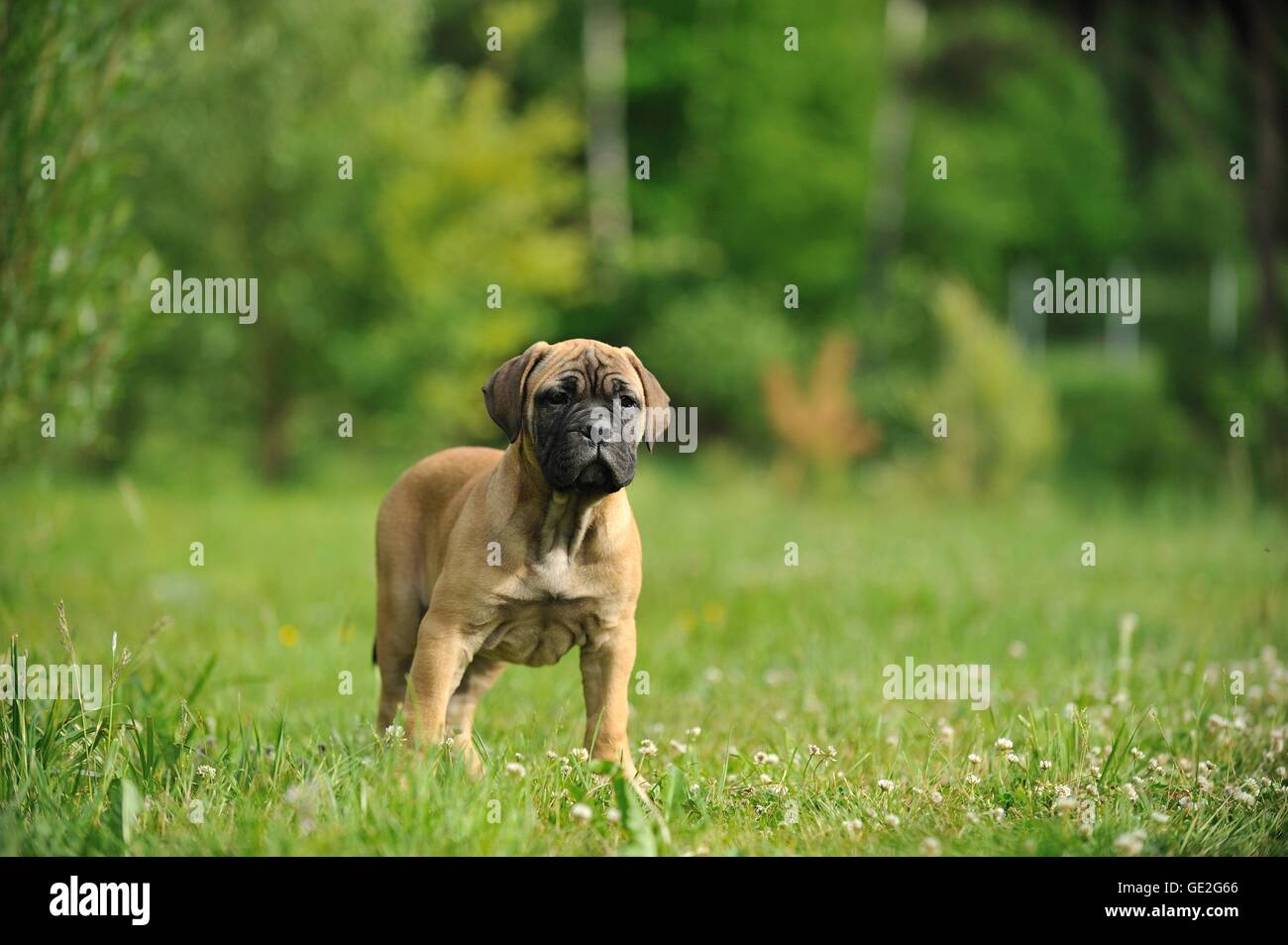 Puppy bullmastiff hi-res stock photography and images - Alamy