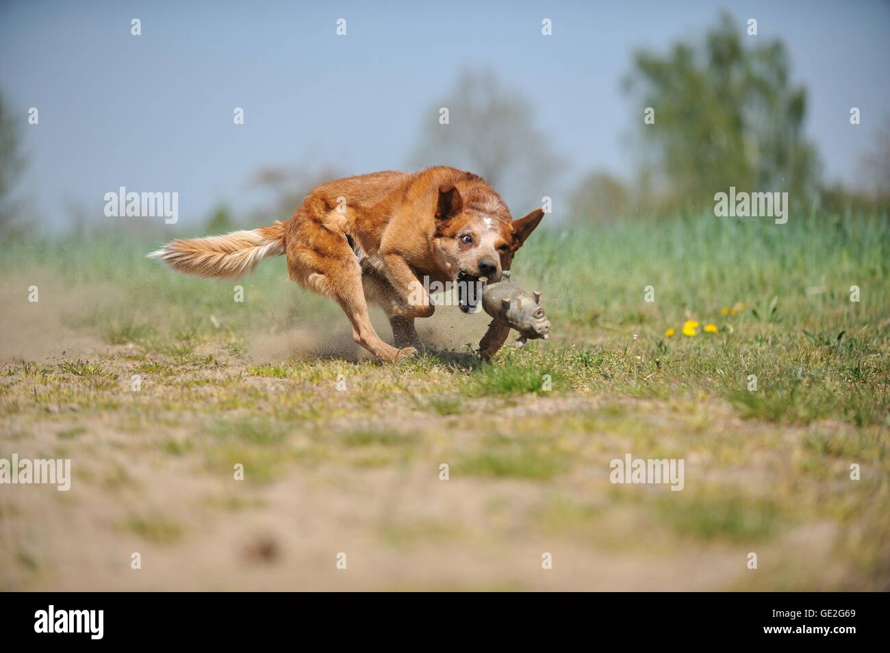 playing Australian Cattle Dog Stock Photo - Alamy