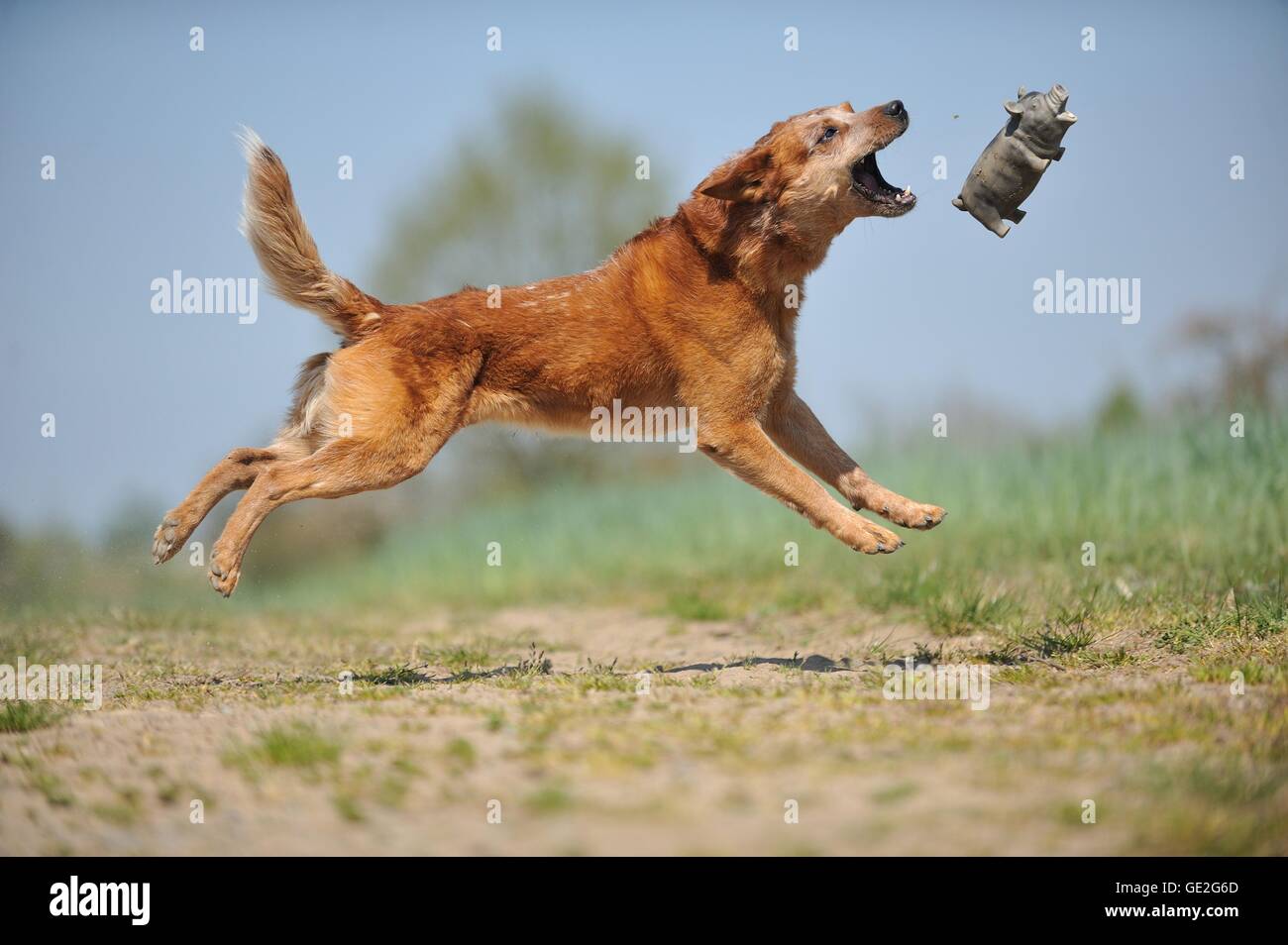 playing Australian Cattle Dog Stock Photo - Alamy