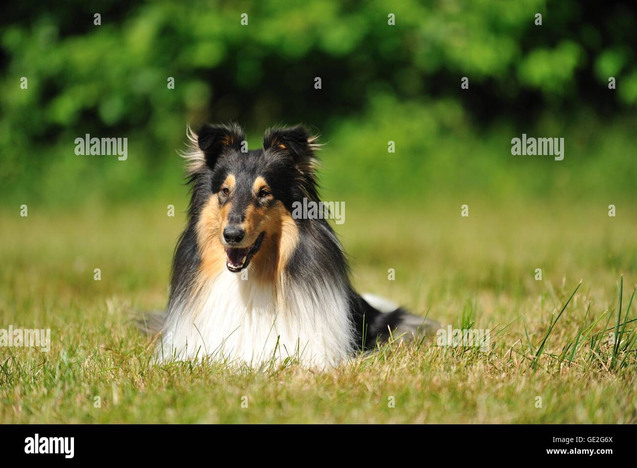 lying longhaired Collie Stock Photo - Alamy