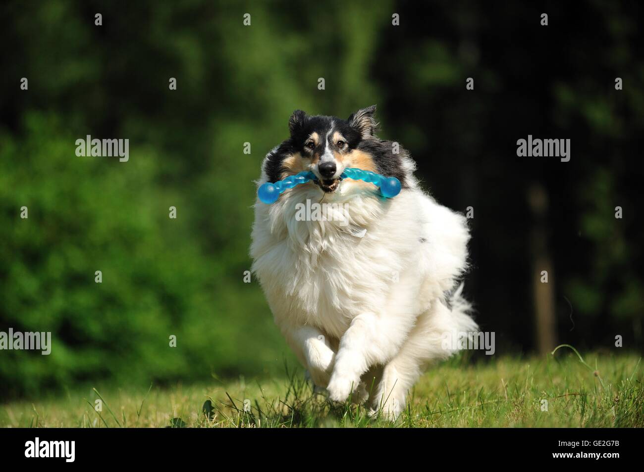 playing longhaired Collie Stock Photo - Alamy