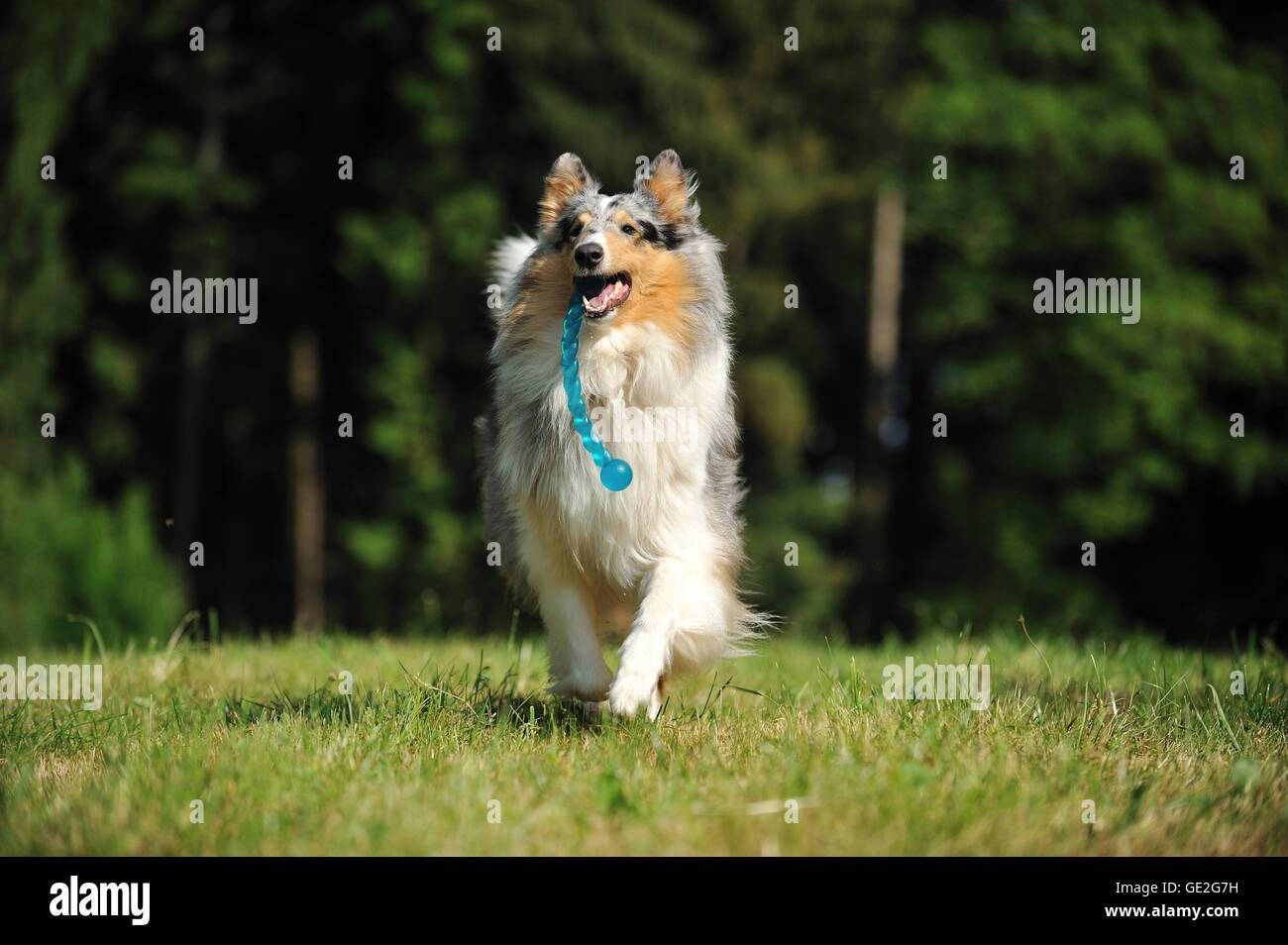 playing longhaired Collie Stock Photo - Alamy