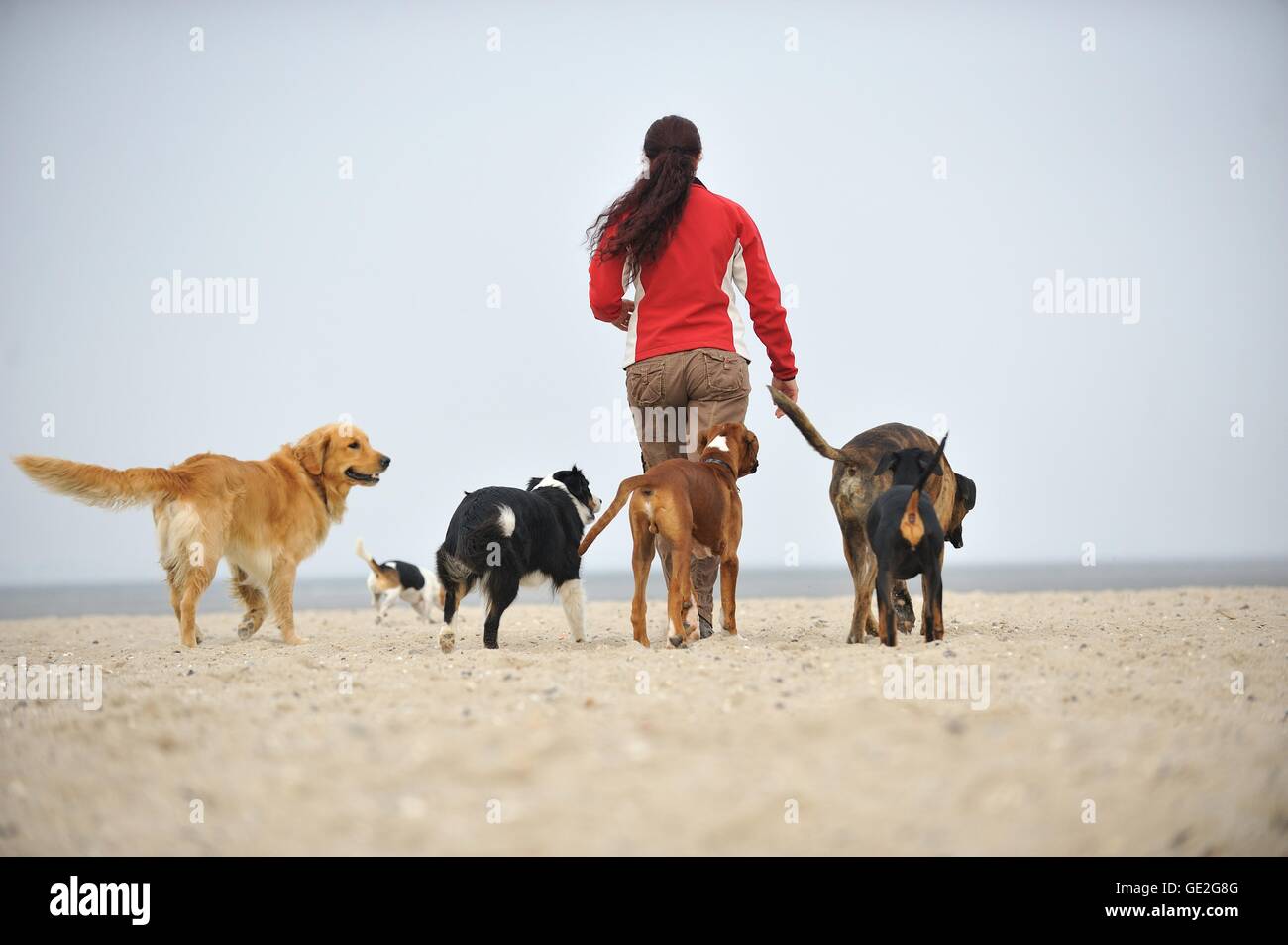 woman with dogs Stock Photo - Alamy