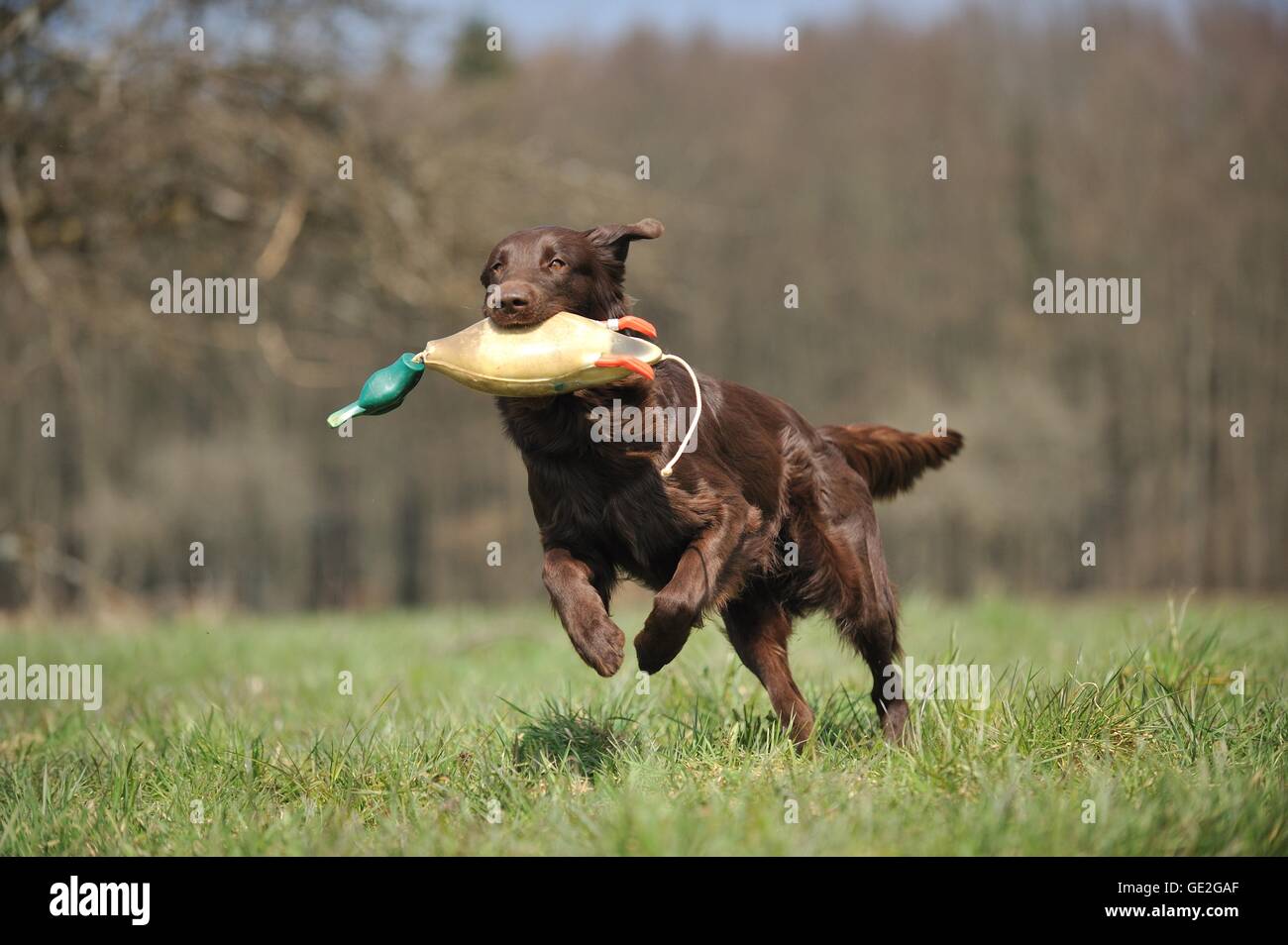 retrieving Flat Coated Retriever Stock Photo - Alamy