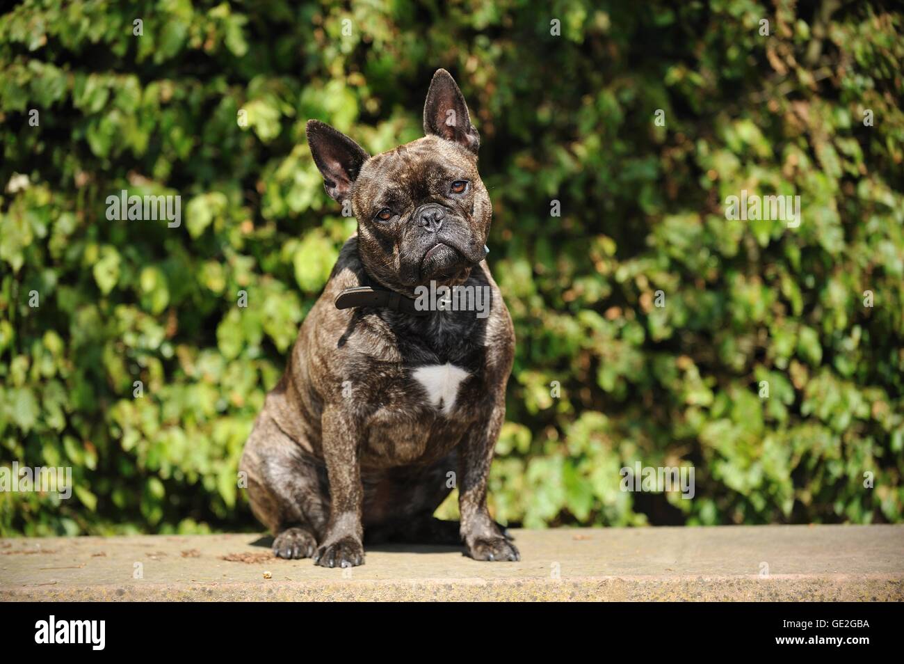sitting French Bulldog Stock Photo - Alamy