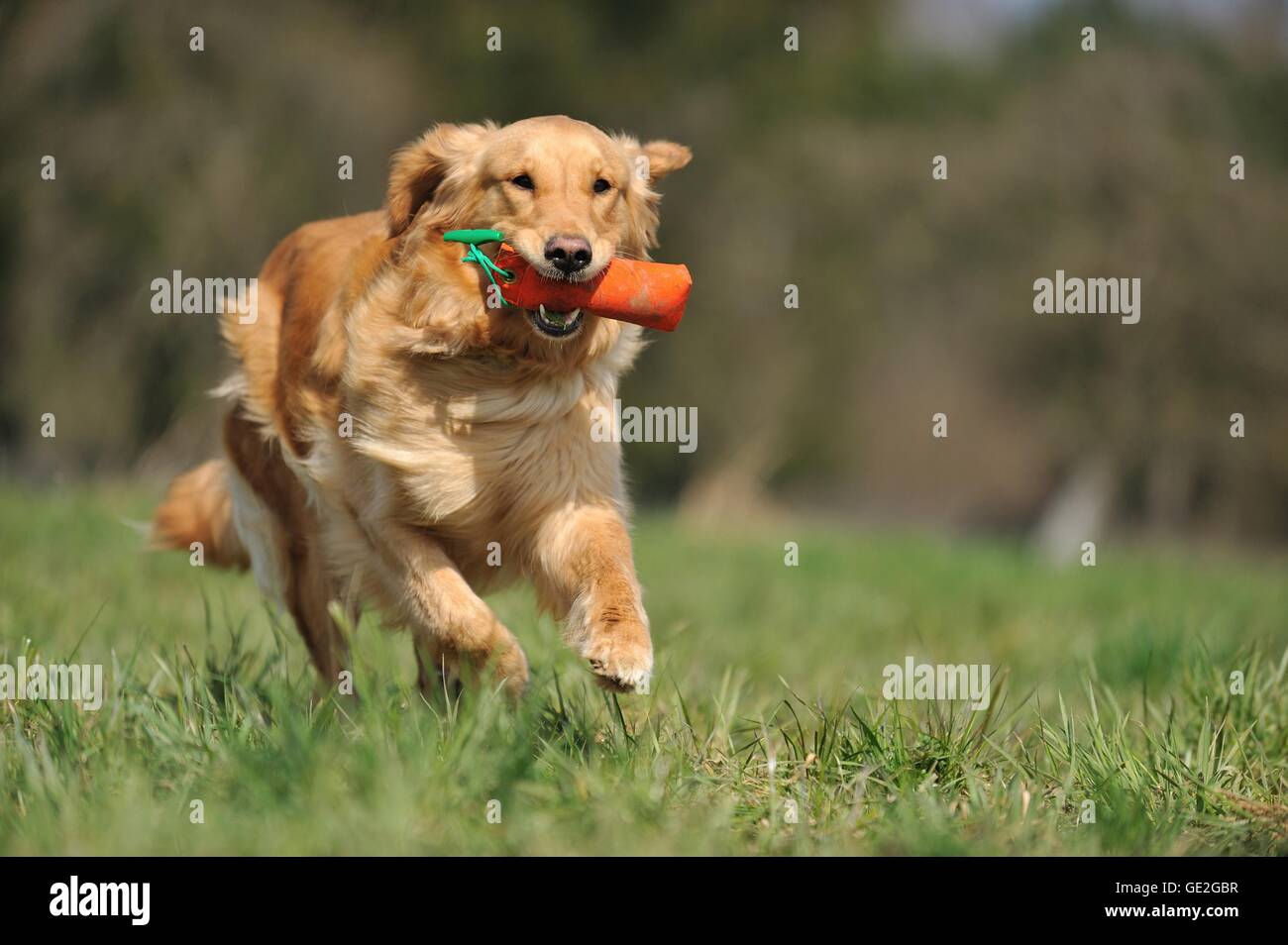 retrieving Golden Retriever Stock Photo - Alamy
